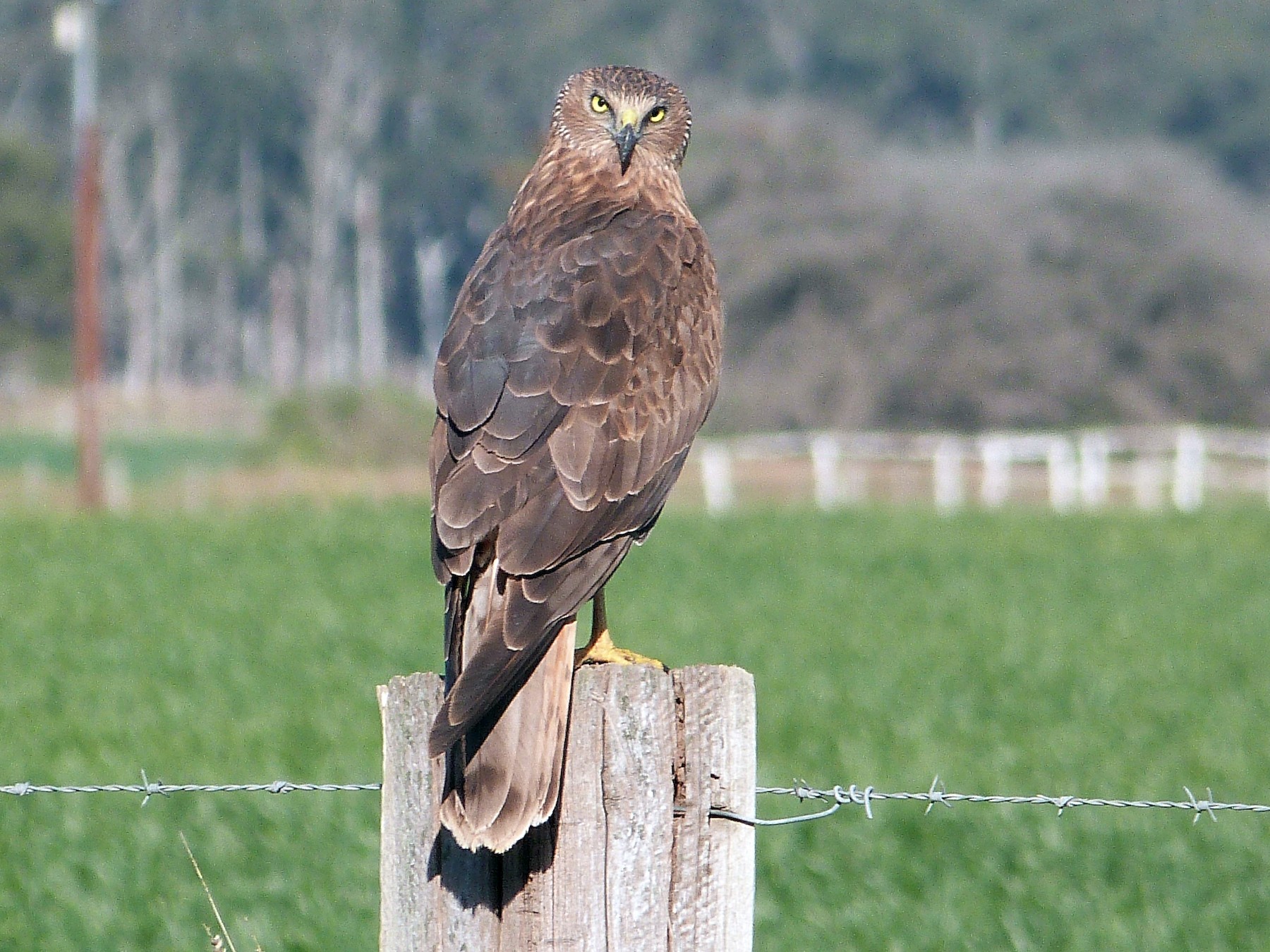 Swamp Harrier - eBird