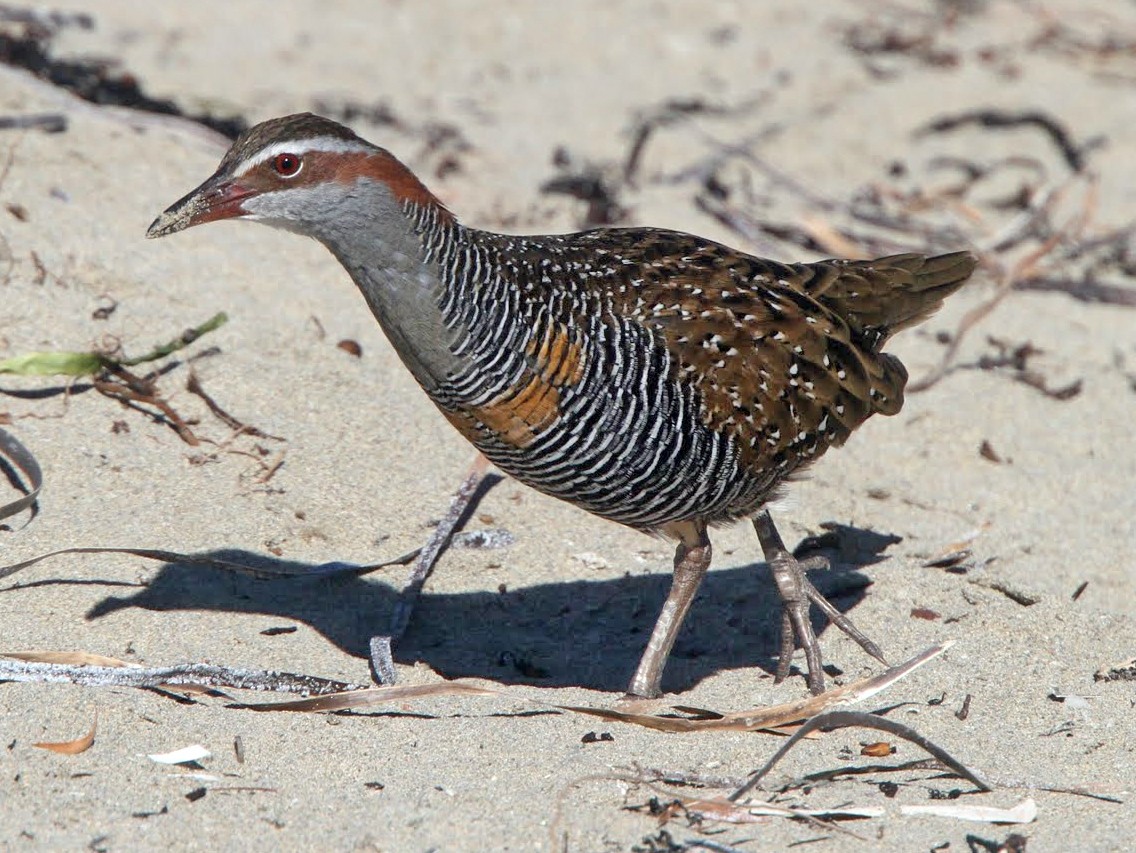 Buff-banded Rail - eBird