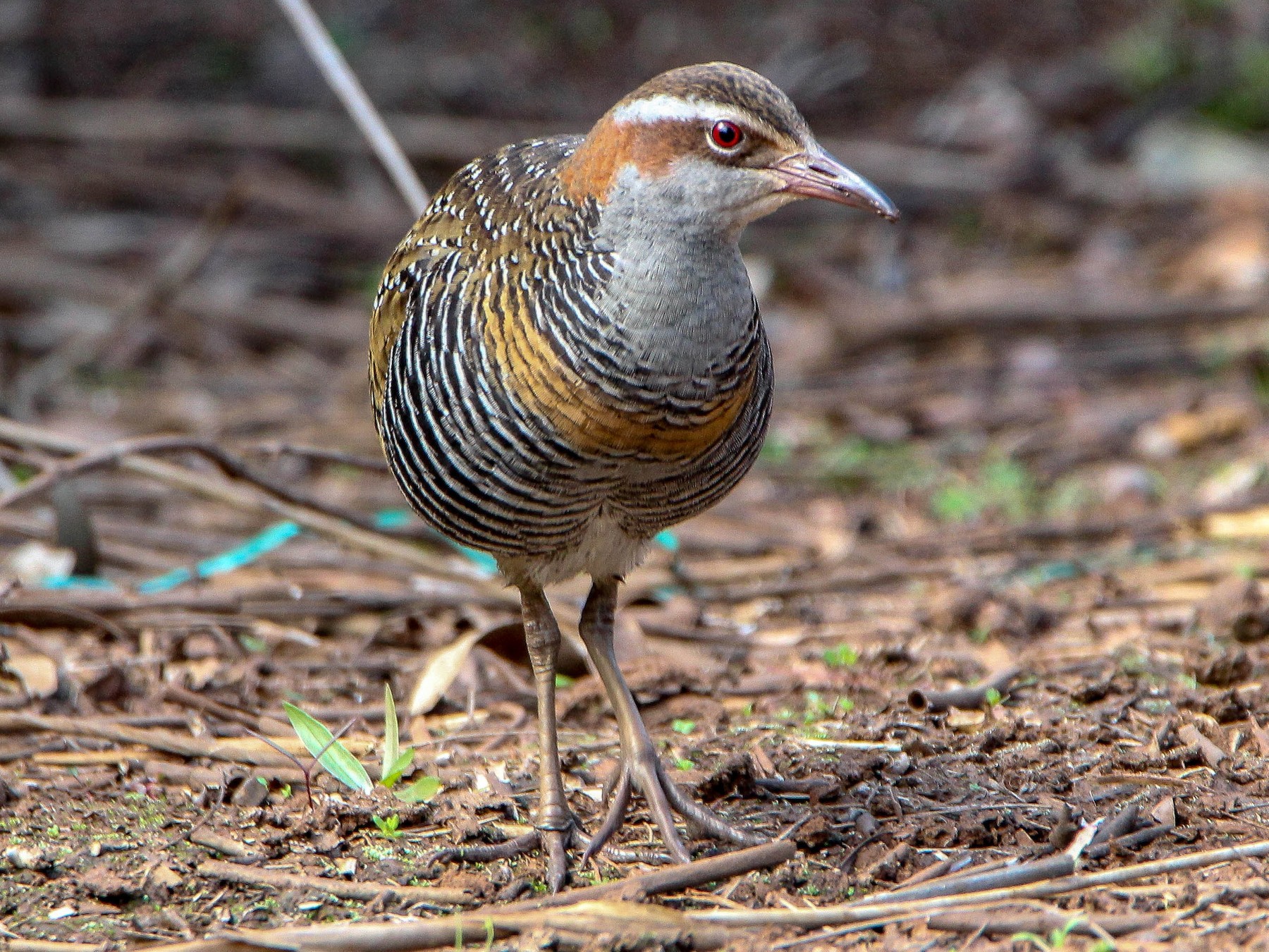 Buff-banded Rail - eBird