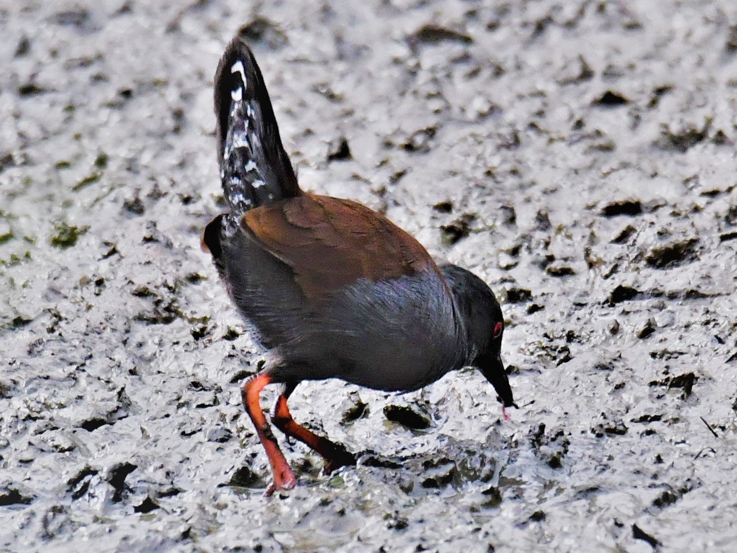 Spotless Crake - eBird