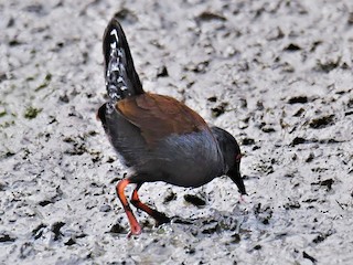 Spotless Crake - eBird