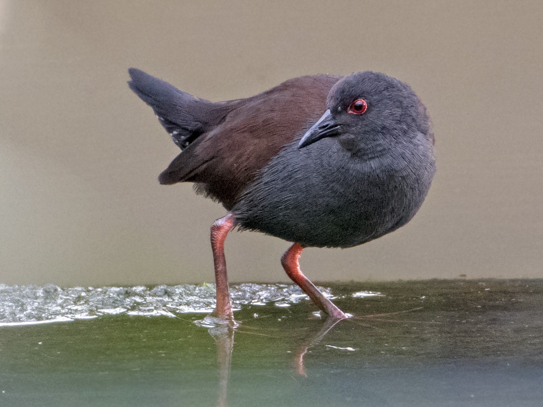 Spotless Crake - eBird