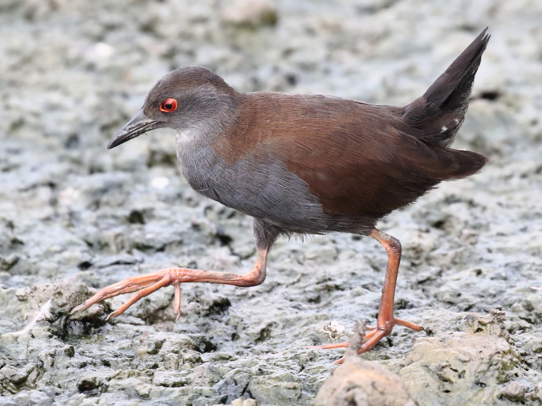 Spotless Crake - eBird