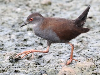 Spotless Crake - eBird