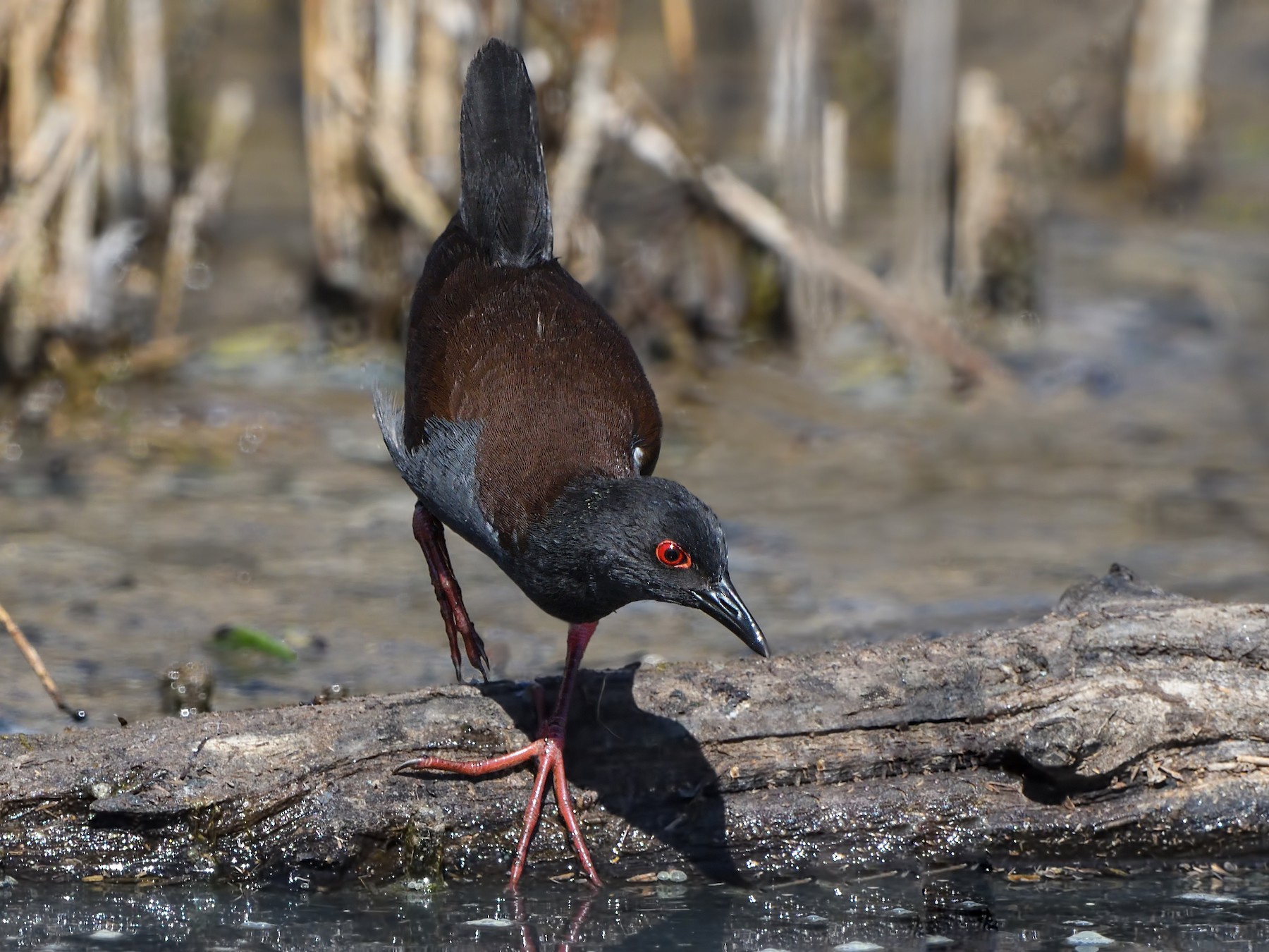 Spotless Crake - eBird