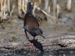 Spotless Crake - eBird
