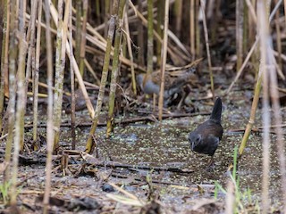 Spotless Crake - eBird