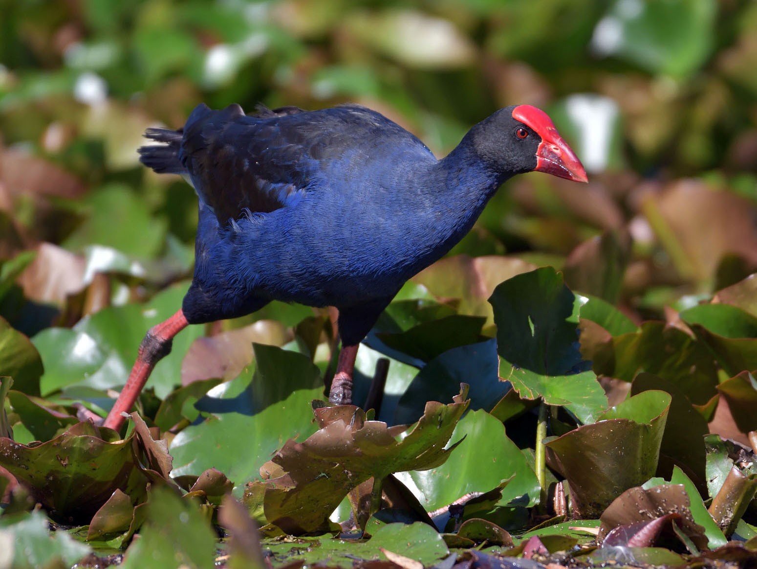 Purple Swamphen