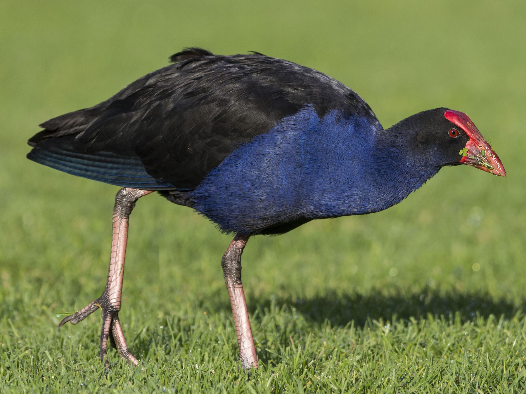 Australasian Swamphen - eBird