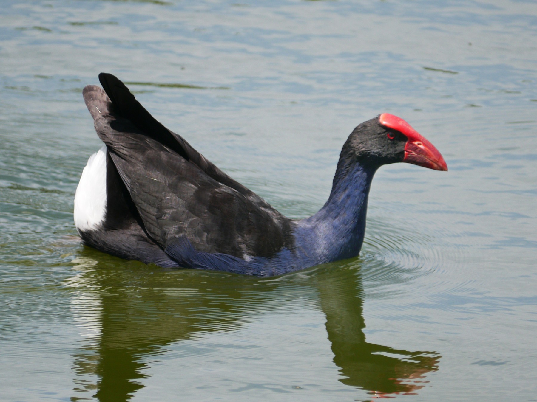 Australasian Swamphen - eBird