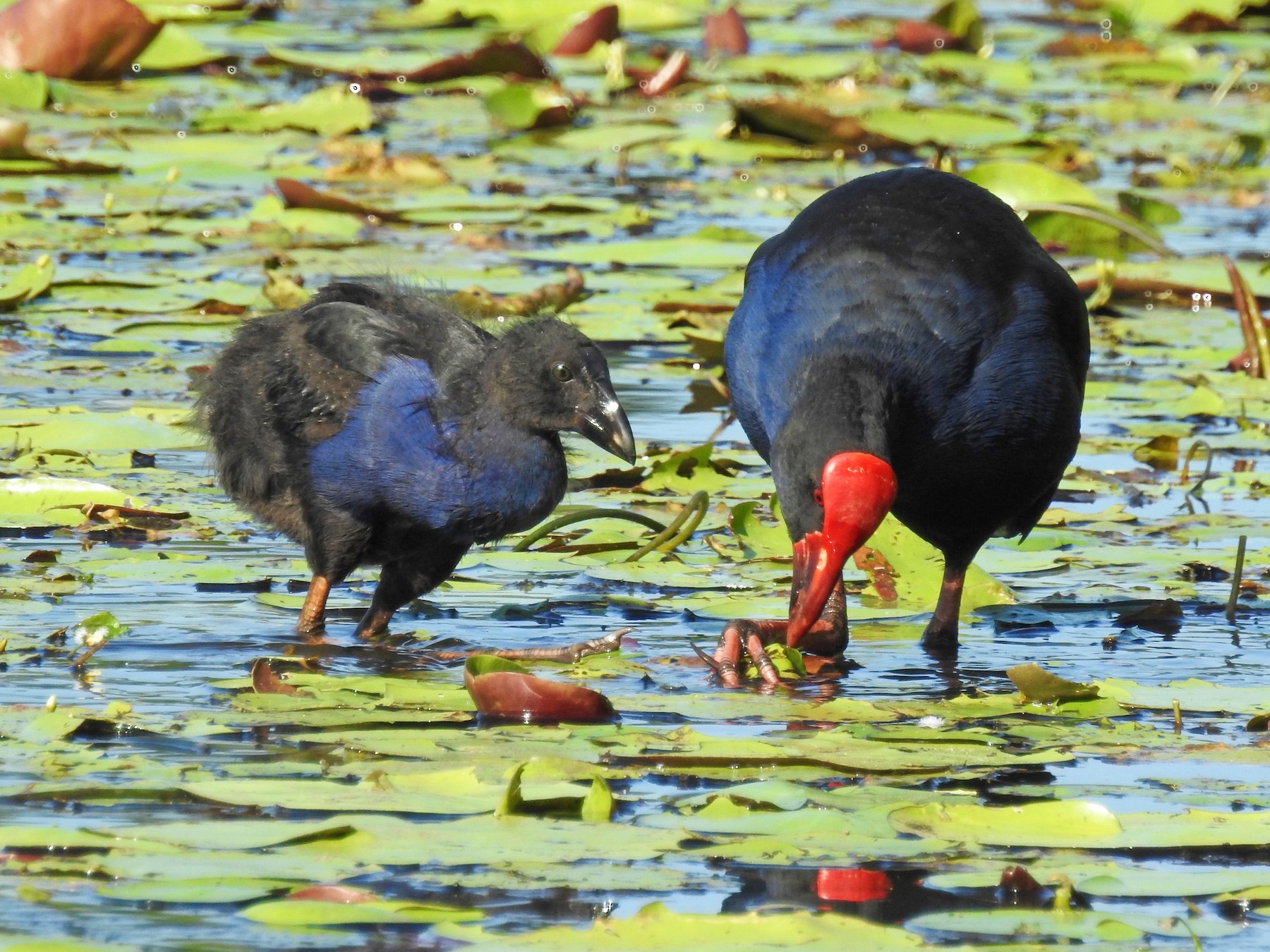 Australasian Swamphen - eBird
