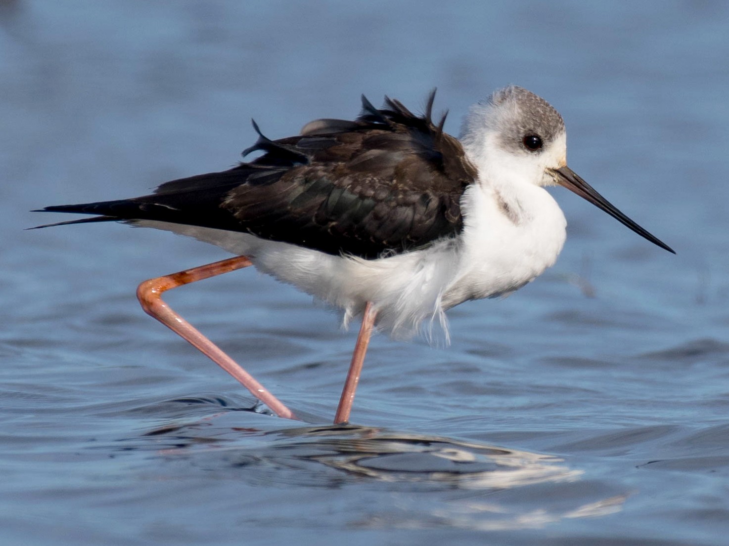 Pied Stilt - eBird