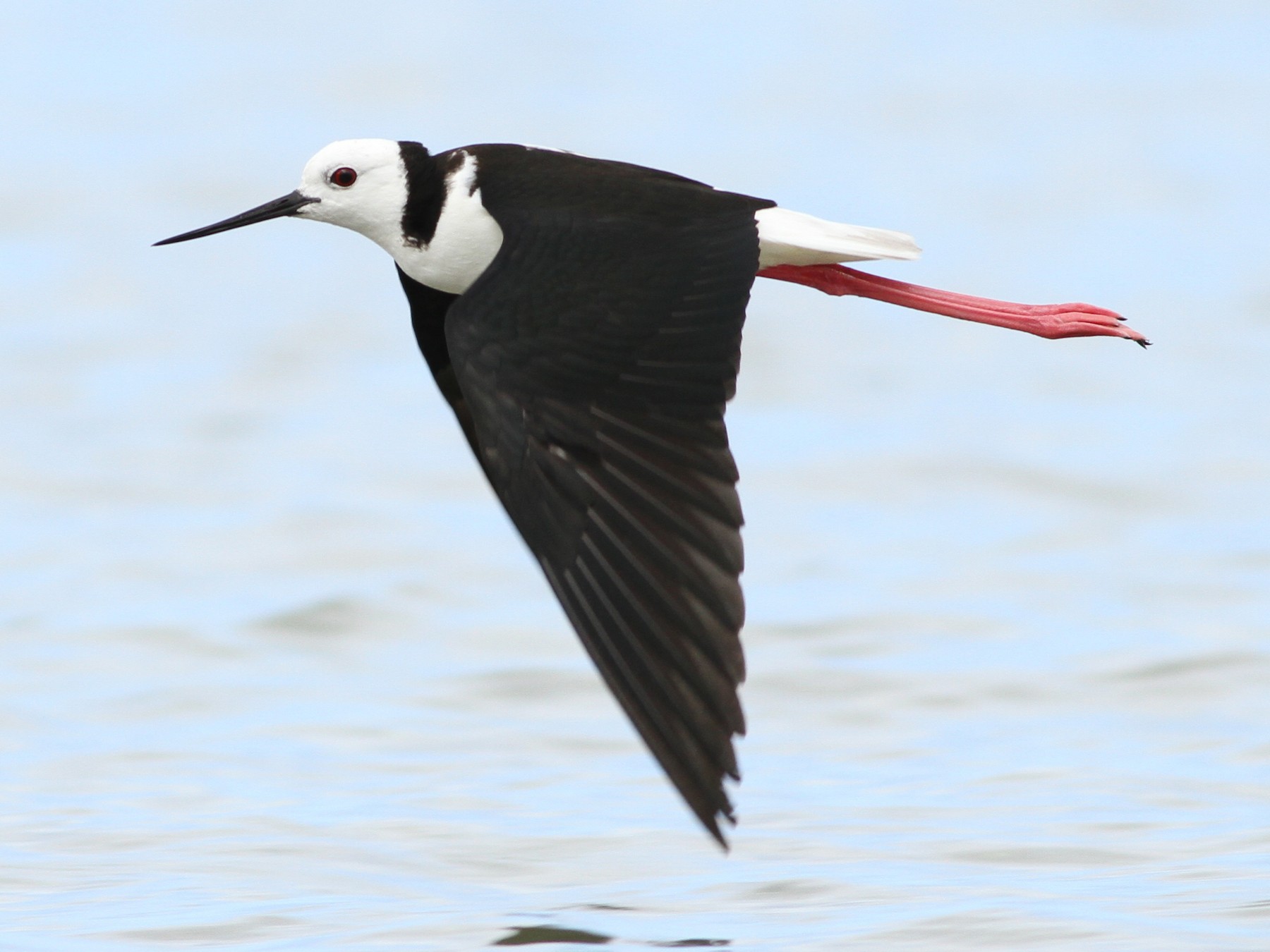 Pied Stilt - eBird