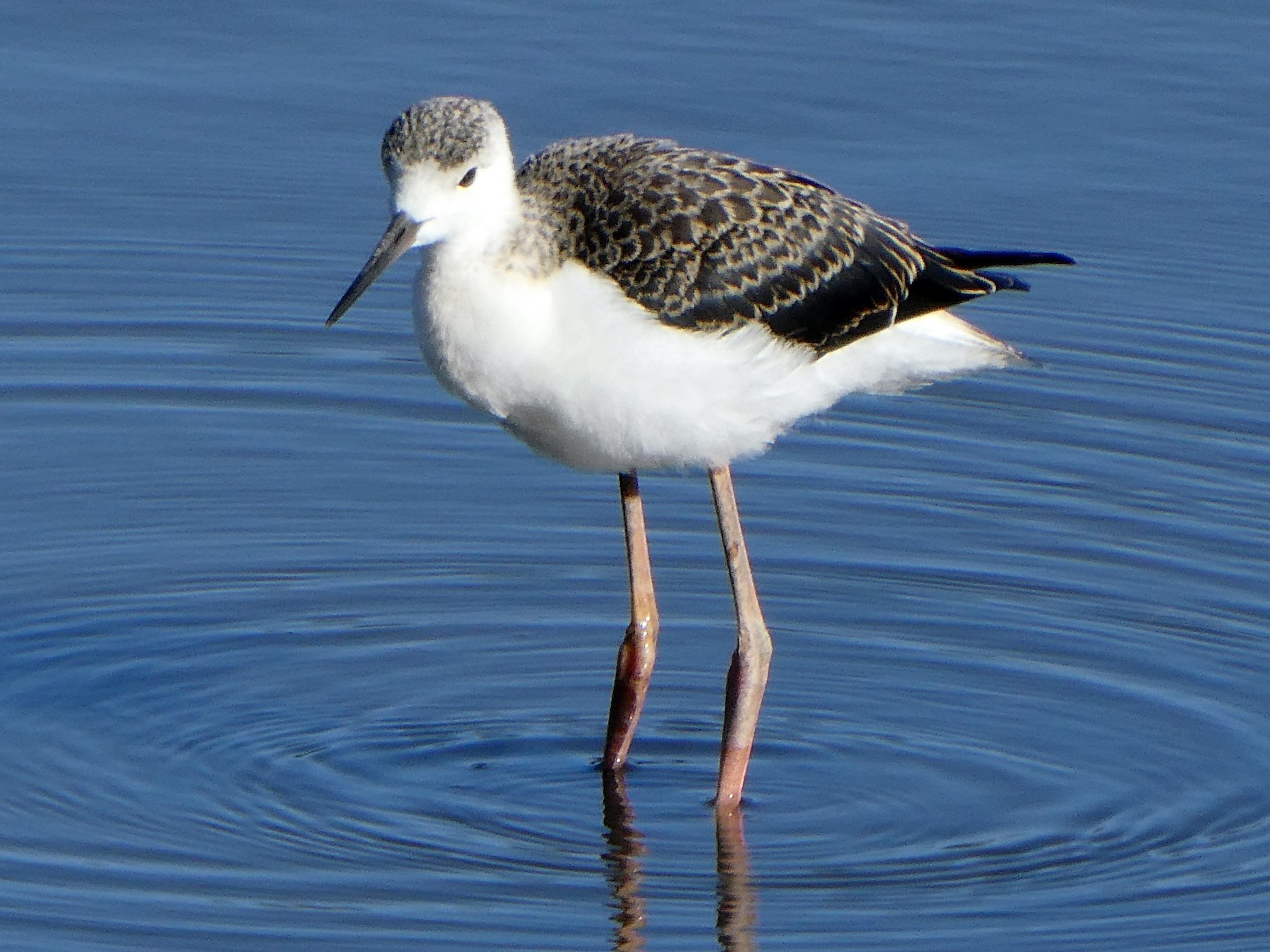 Pied Stilt - eBird