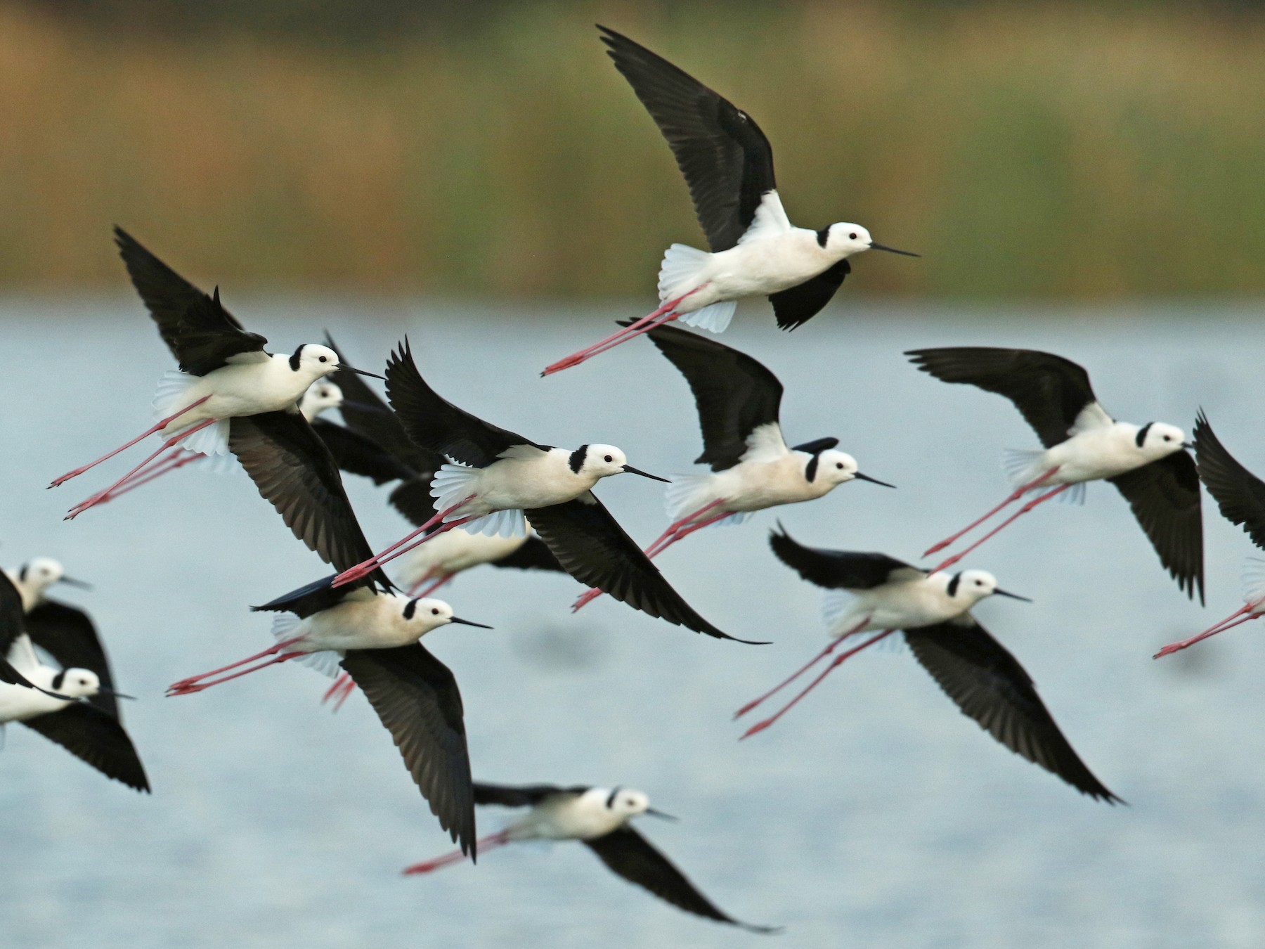 Pied Stilt - eBird