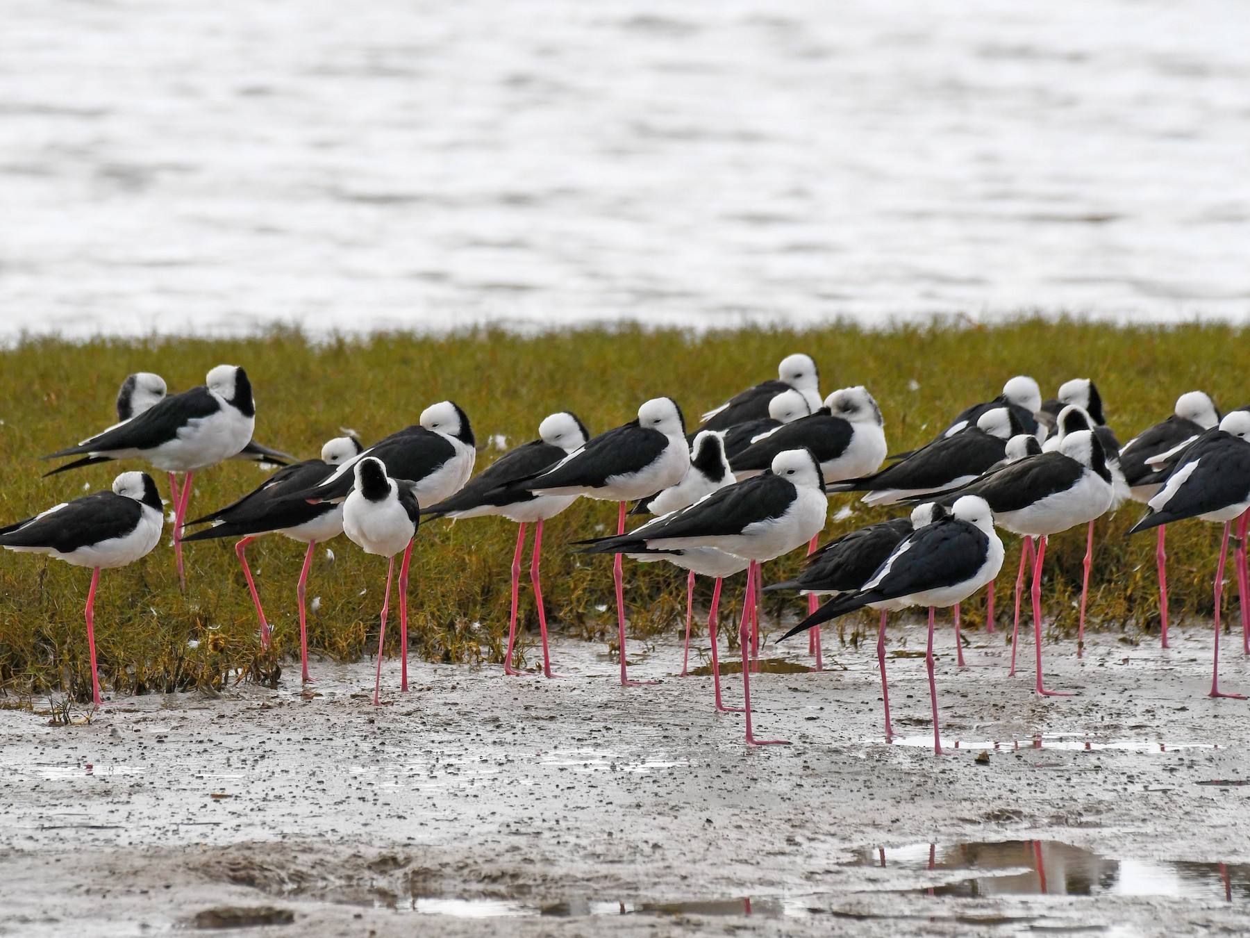 Pied Stilt - eBird