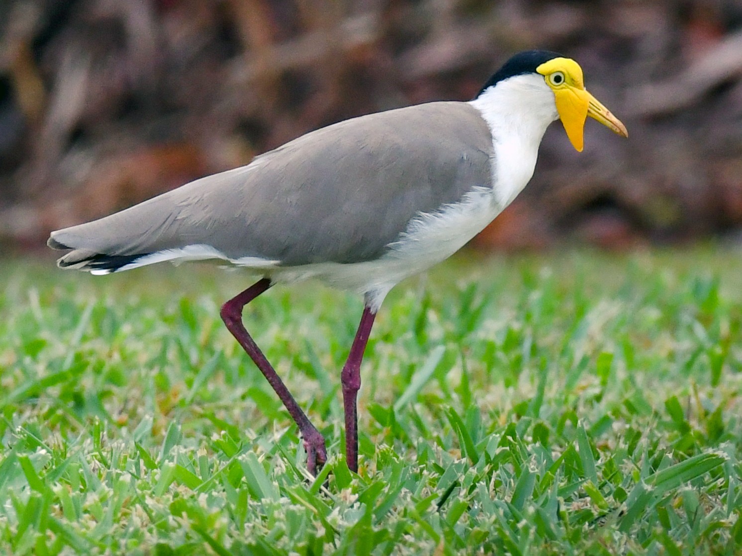 Masked Lapwing - eBird