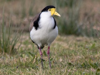 Masked Lapwing - eBird