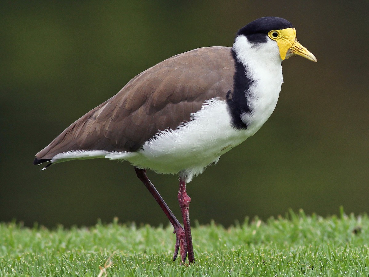 Masked Lapwing - Vanellus miles - Birds of the World