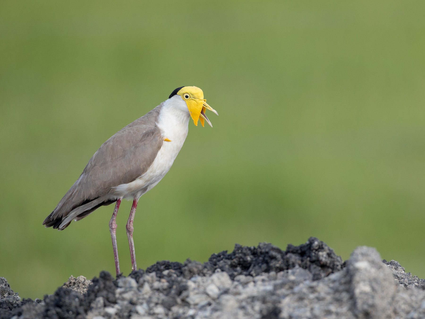 Masked Lapwing - eBird