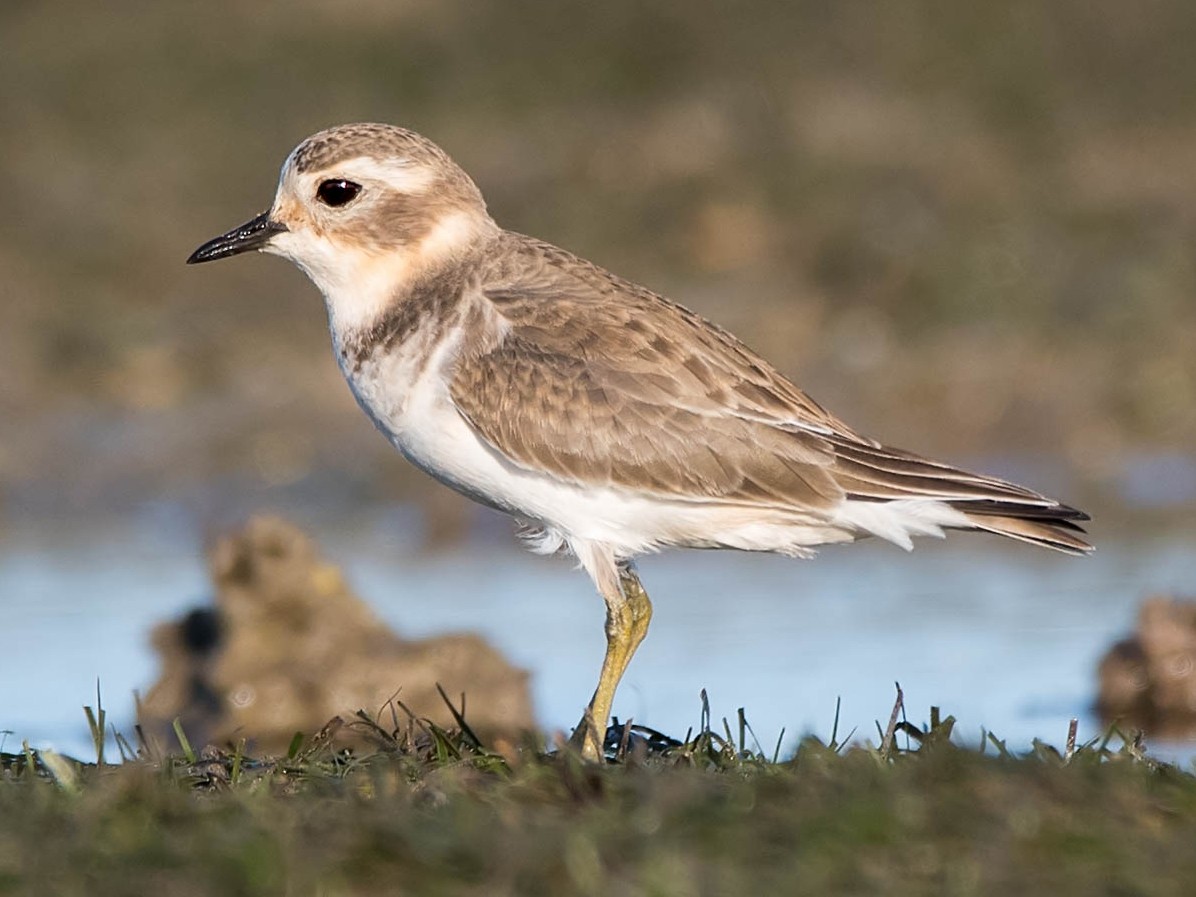 Double-banded Plover - eBird