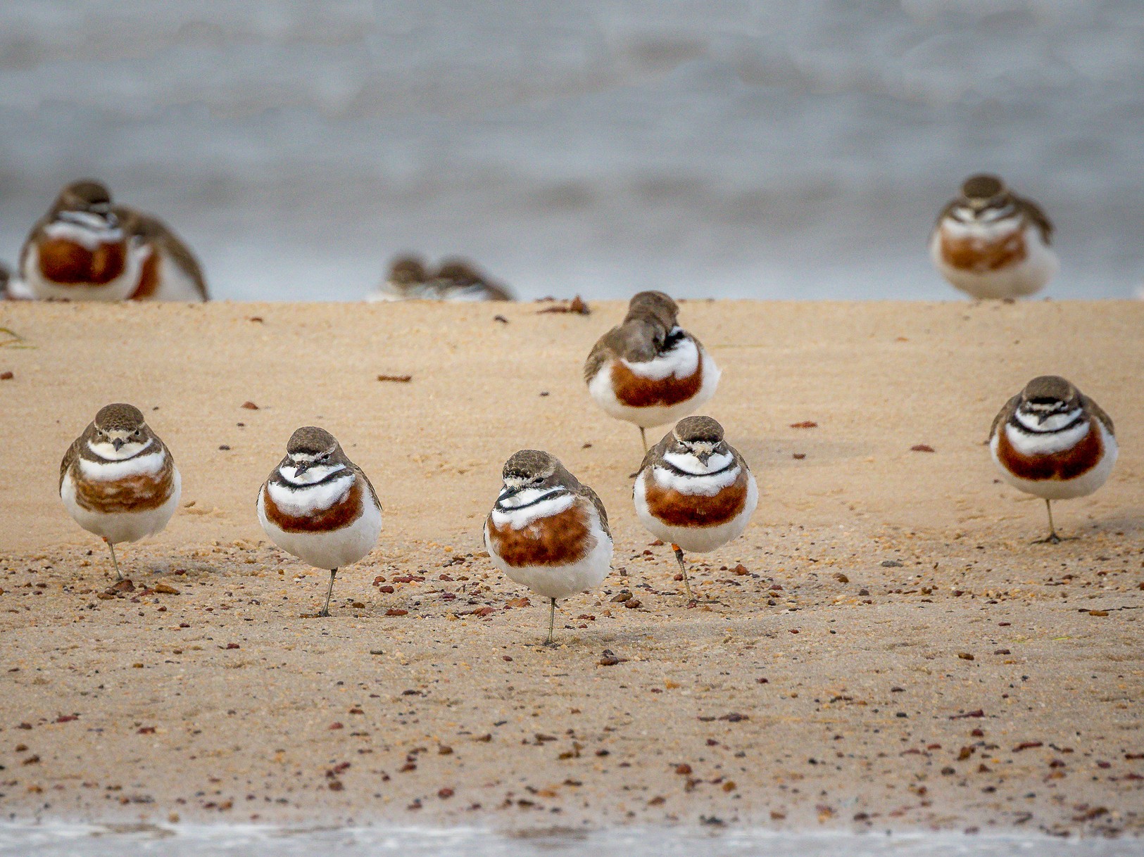 Double-banded Plover - eBird