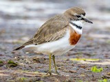 Double-banded Plover - Range map: Pre-breeding migration - eBird Status ...