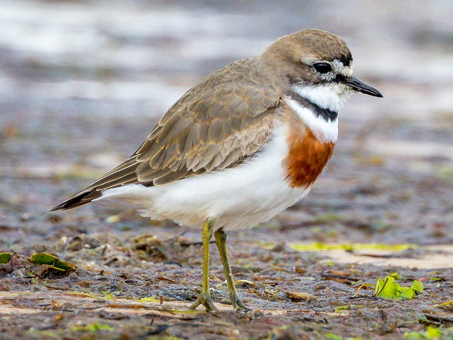 Banded Dotterel - eBird