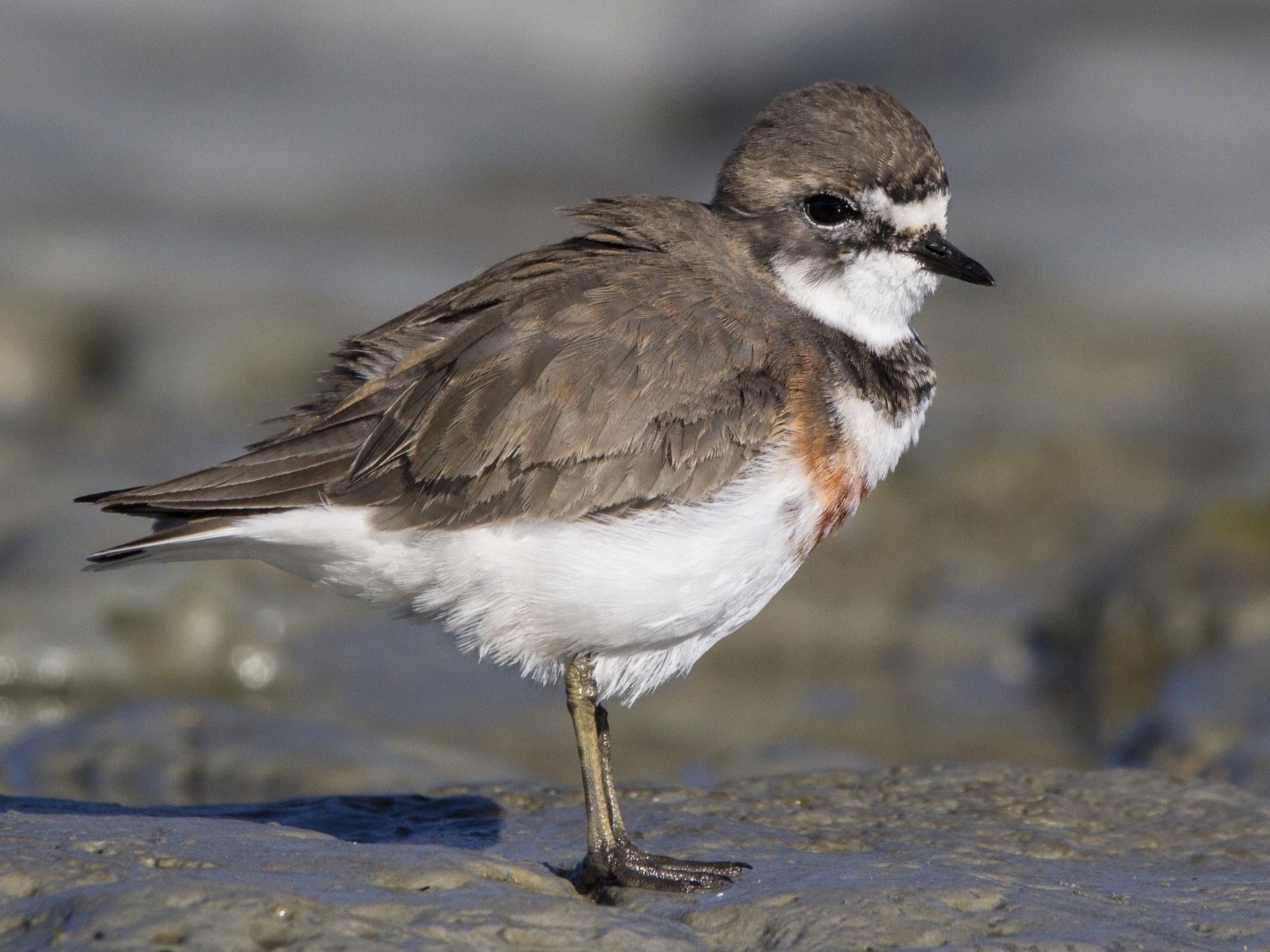 Double-banded Plover - eBird