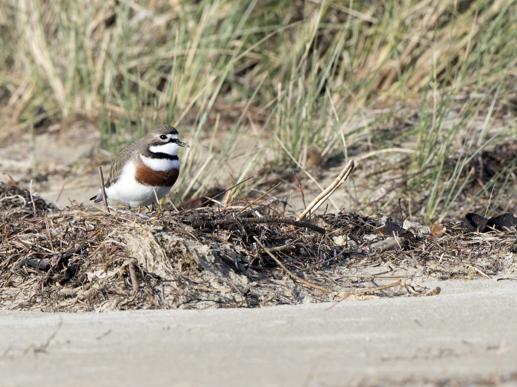 Double-banded Plover - eBird
