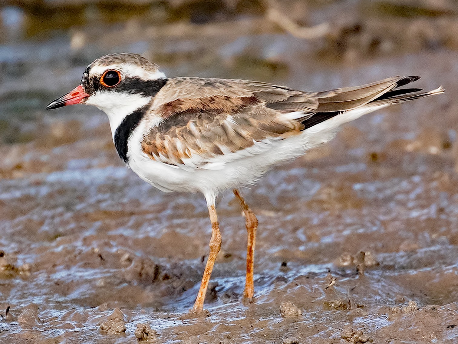 Black-fronted Dotterel - eBird