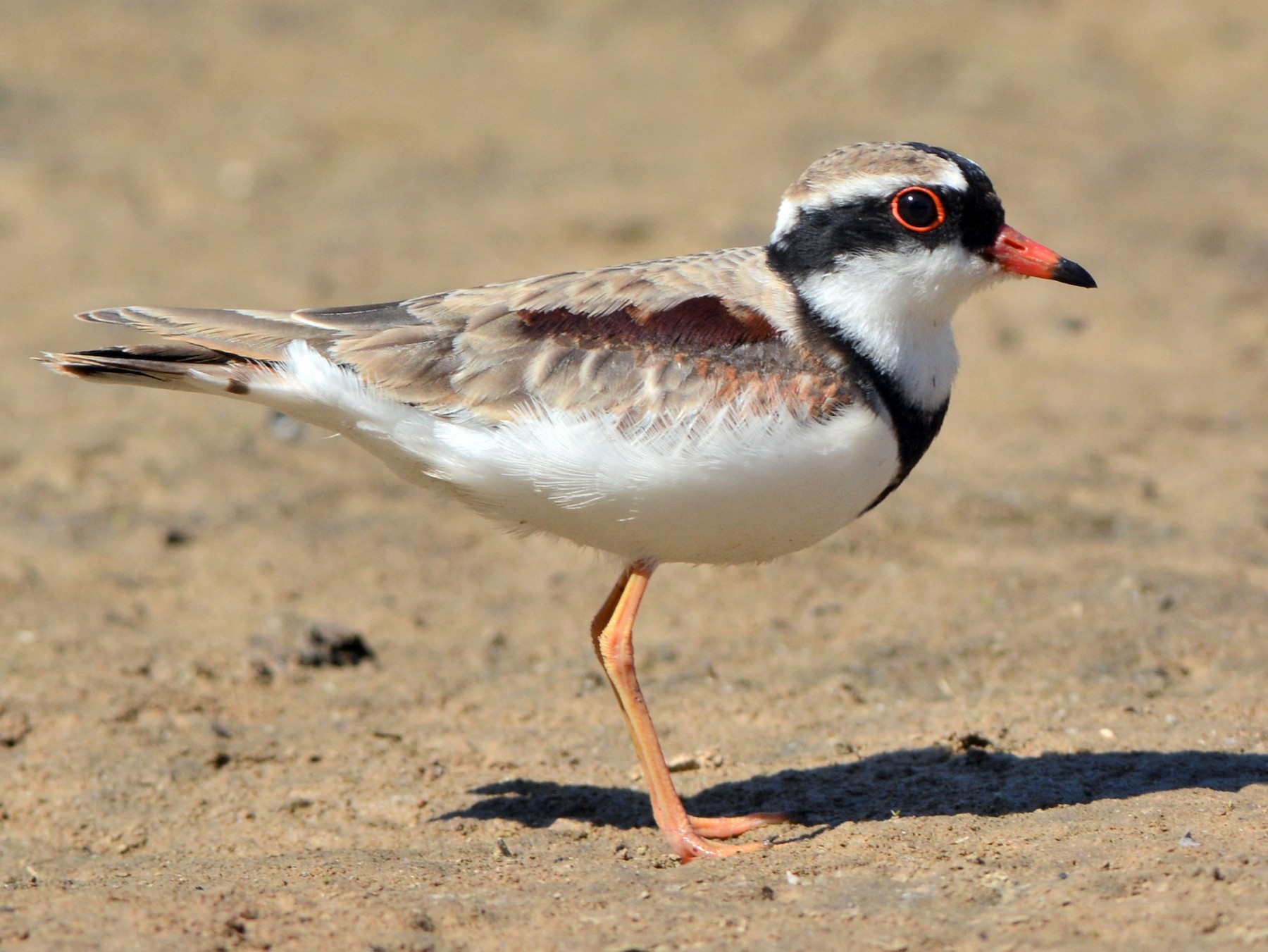 Black-fronted Dotterel - eBird