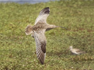 Far Eastern Curlew - eBird