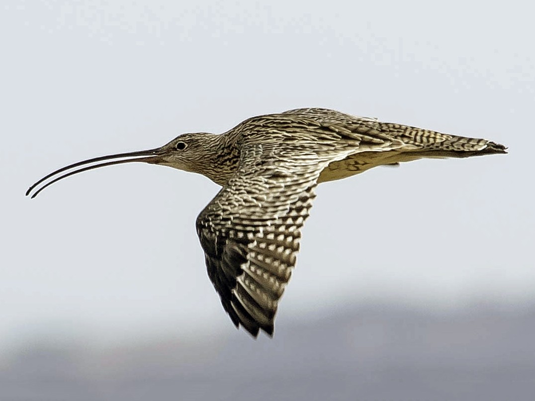 Far Eastern Curlew - eBird