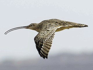 Far Eastern Curlew - eBird