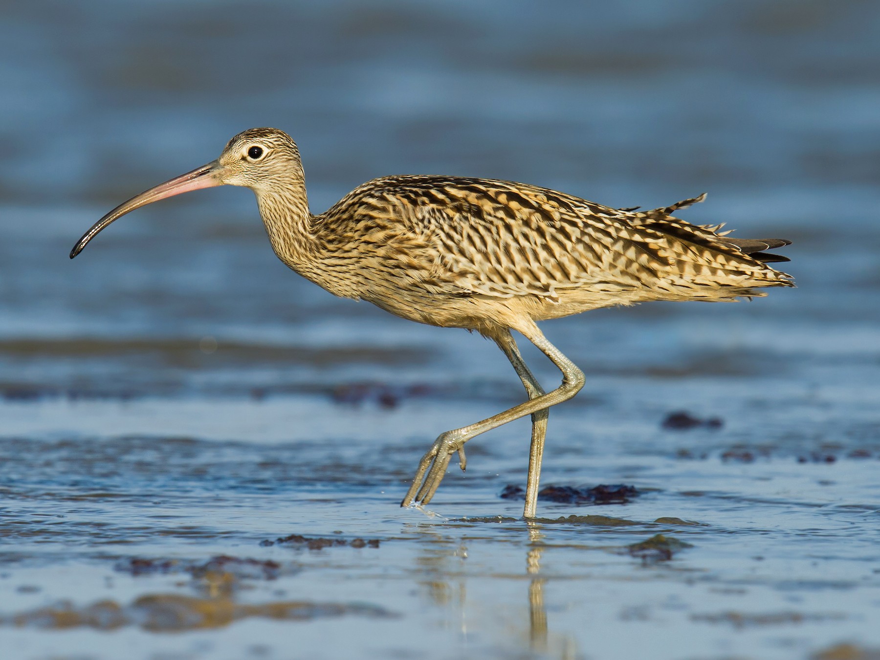 Far Eastern Curlew - eBird