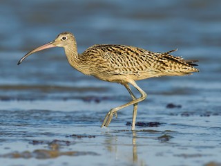 Eastern Curlew - eBird