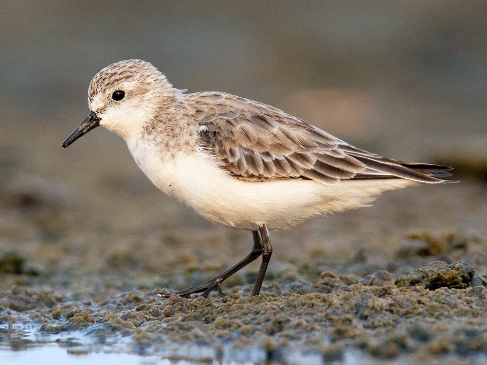 Red-necked Stint - eBird