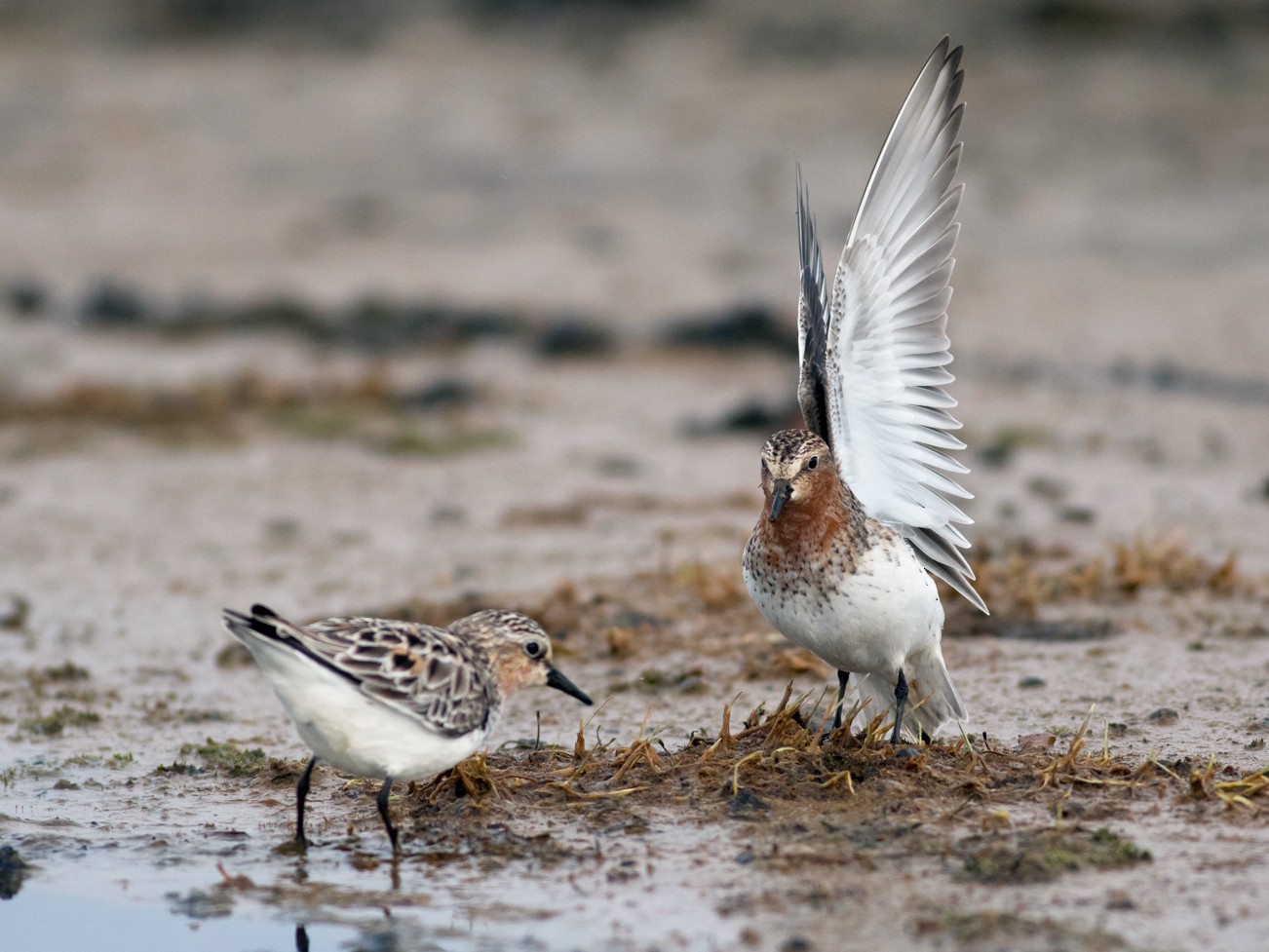 Red-necked Stint - eBird