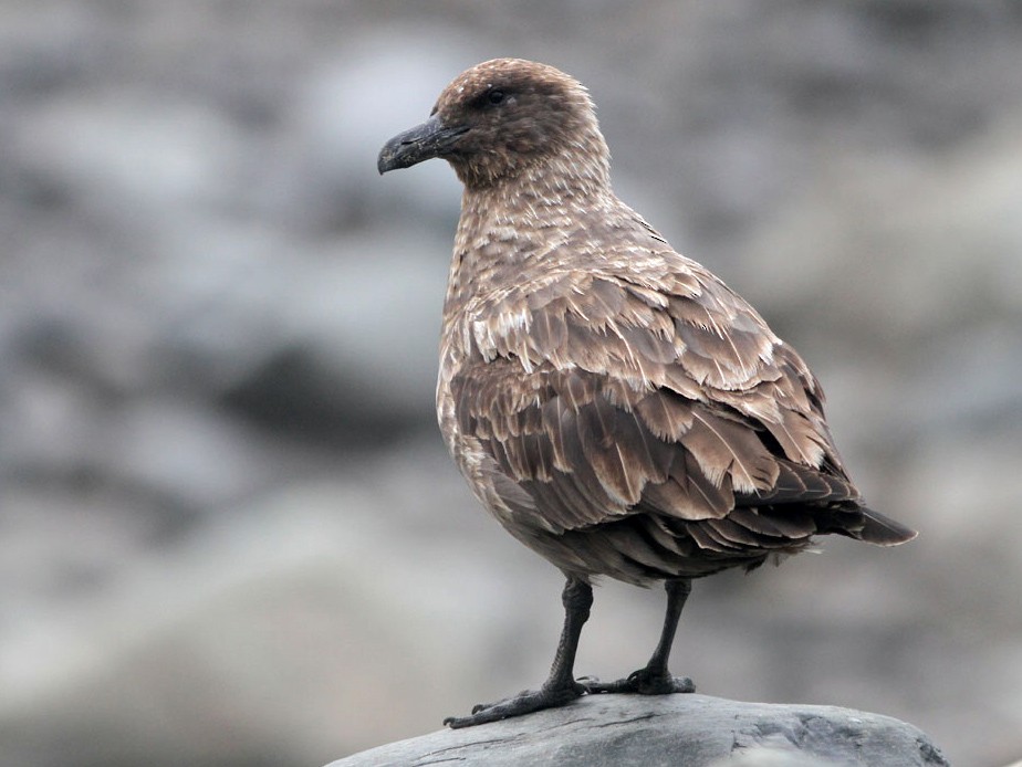 Brown Skua - eBird