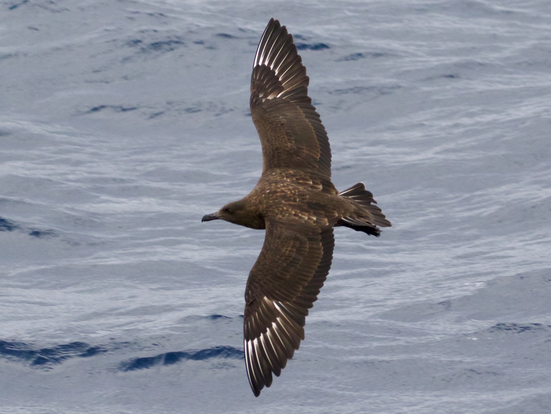 Brown Skua - eBird