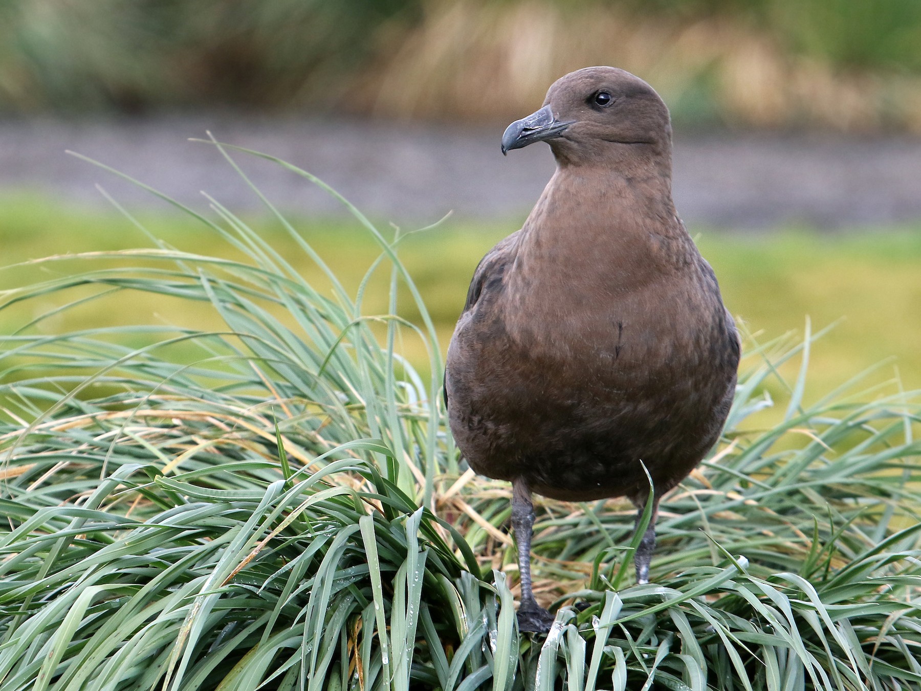 Brown Skua - eBird