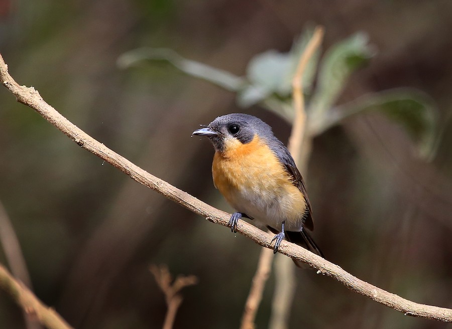 Monarca de anteojos (gouldii/melanorrhous) - eBird