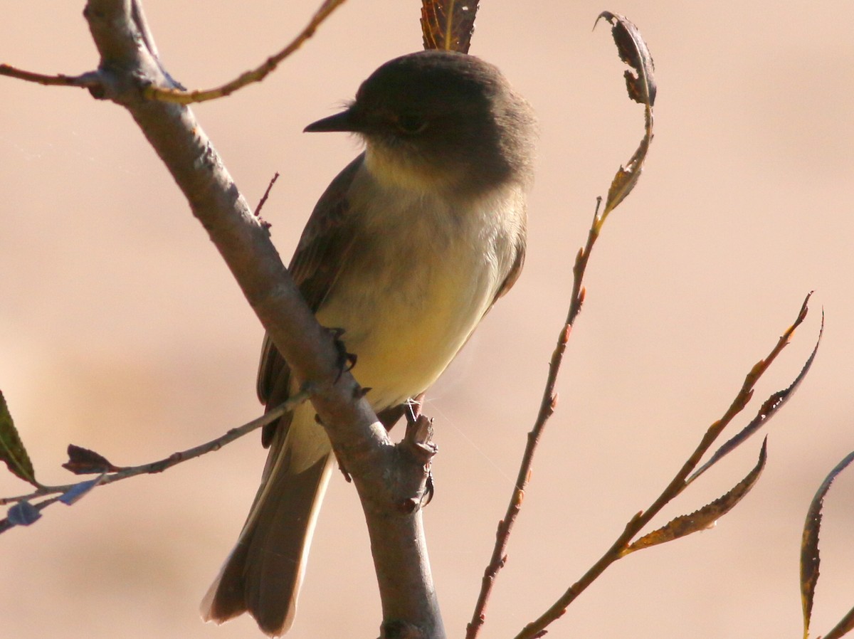 eBird Checklist - 4 Oct 2018 - Harrington Beach SP--WGLBBO waterbird ...