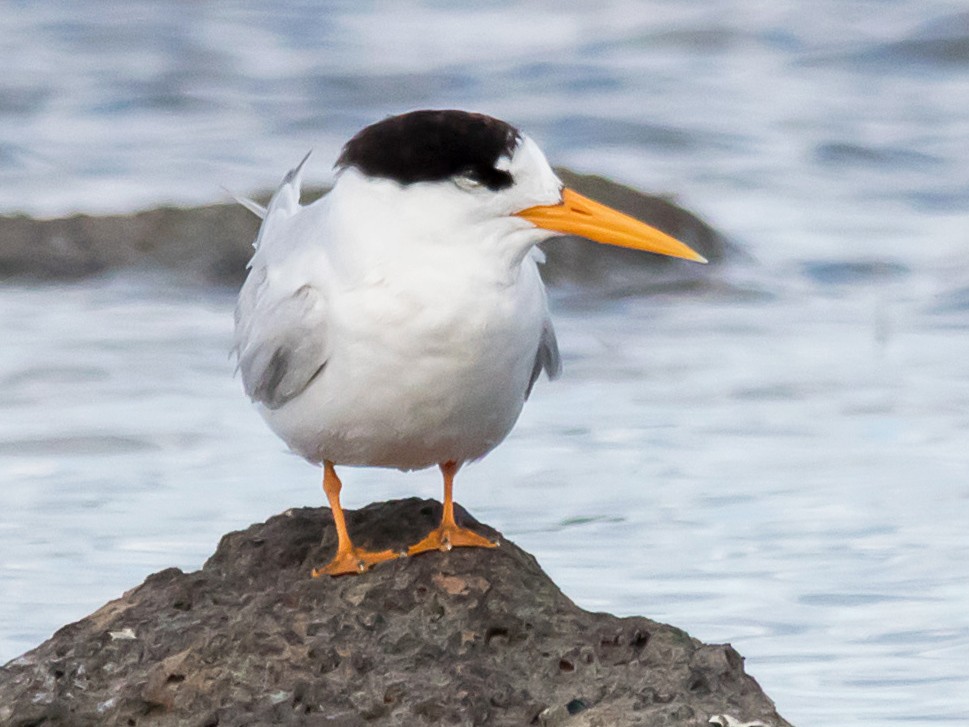Australian Fairy Tern - eBird