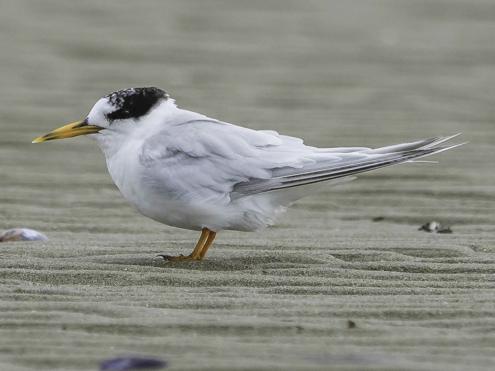 Australian Fairy Tern - eBird