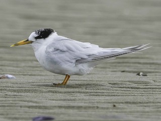 Australian Fairy Tern - eBird