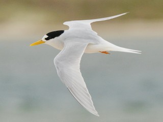 Australian Fairy Tern - eBird