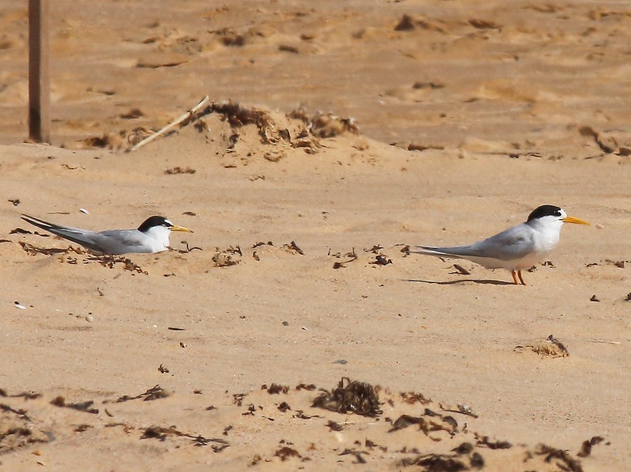 Australian Fairy Tern - eBird