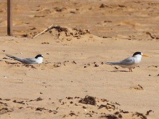 Fairy Tern - eBird